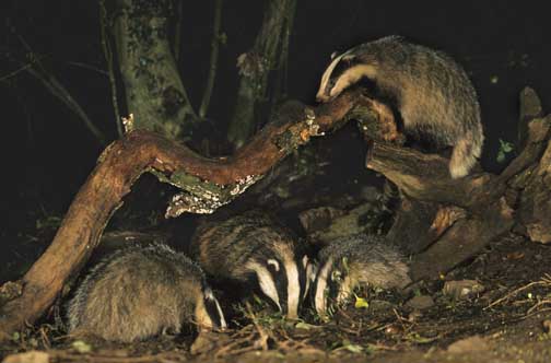 AN0108 Badger Family an0108-badger-family